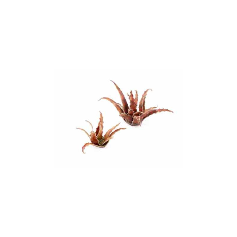 Laser plants. Red Aloe. GAMERS GRASS GGLP-RA
